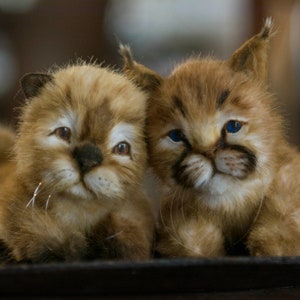 On Stock 28 Cm Caracal Cub Plush Wildcat Toy Realistic Lion - Etsy