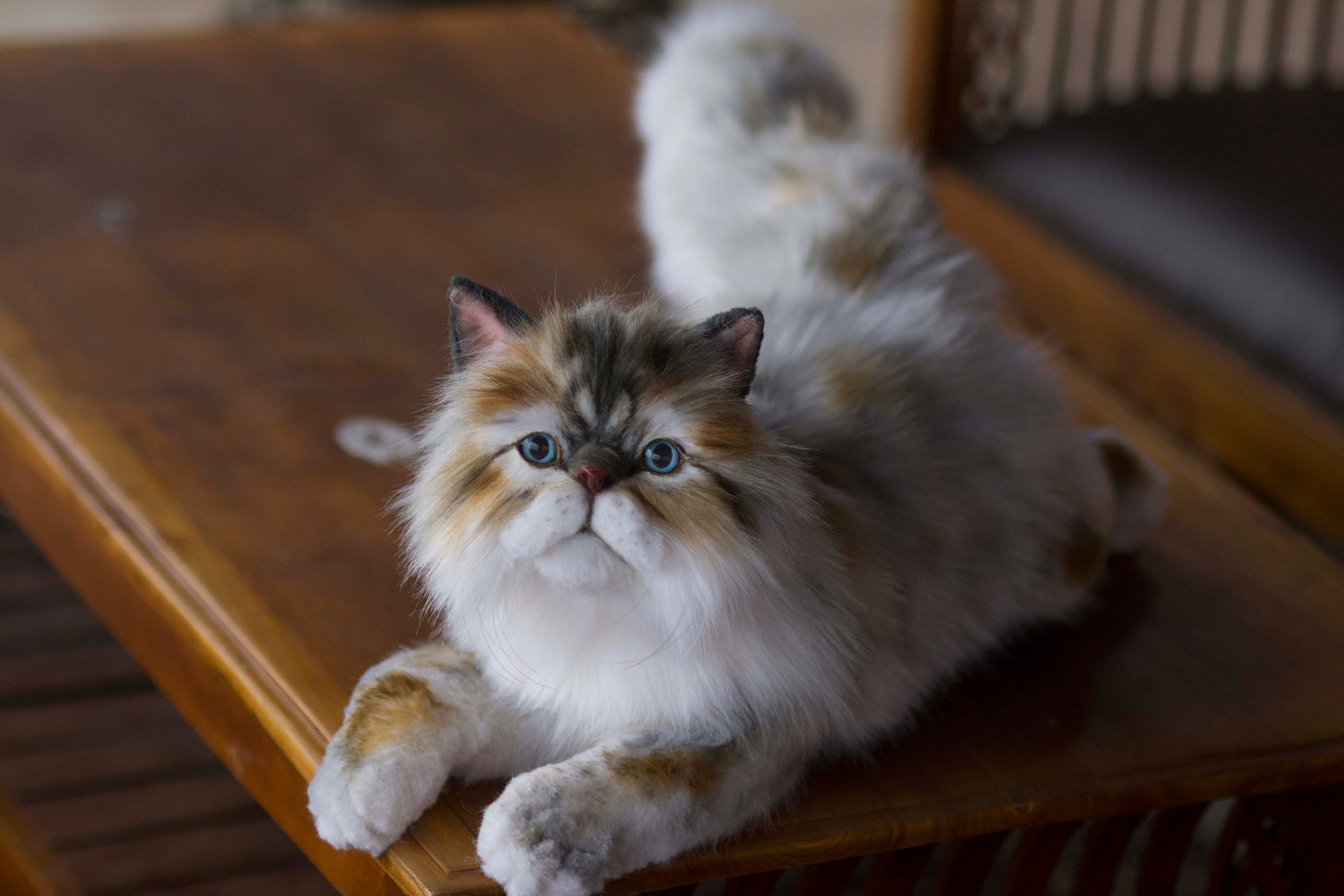 Made to Order Realistic Stuffed Persian Cat Plush Lifelike - Etsy