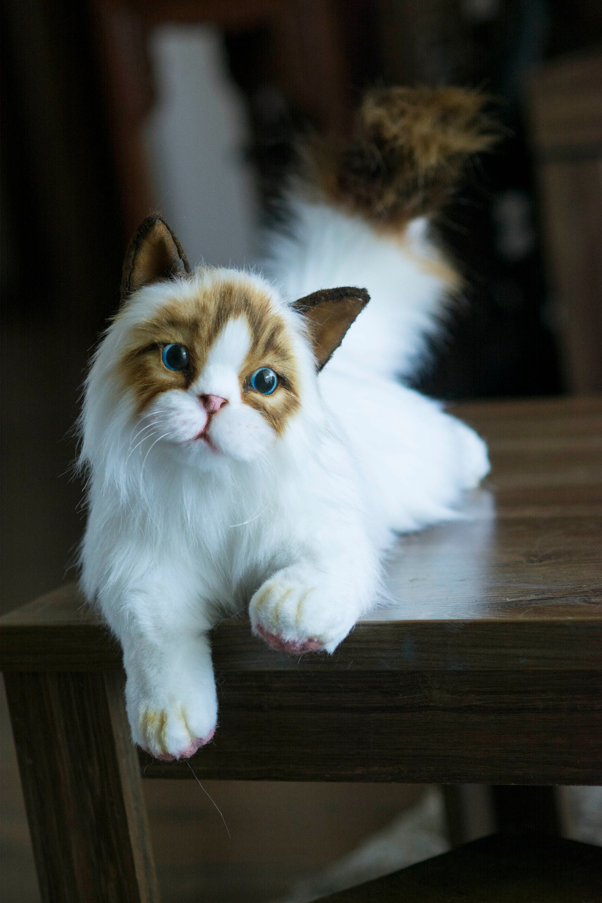 Made to Order 35 Cm Ragdoll Cat Plush Ragdoll Cat Toy Pet - Etsy