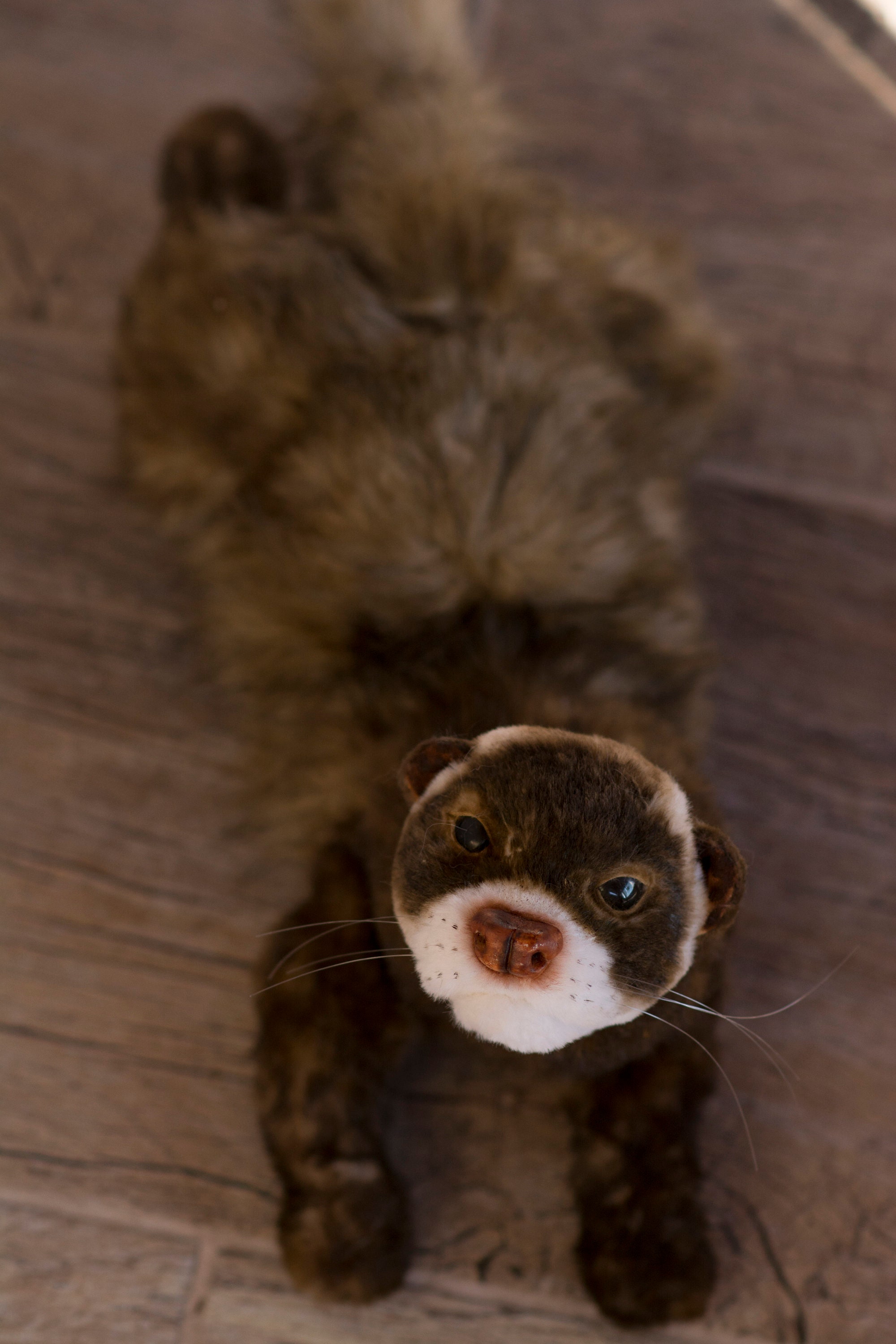 In Stock! Cute Stuffed Ferret Replica Plush, Artist Ferret Toy Portrait ...