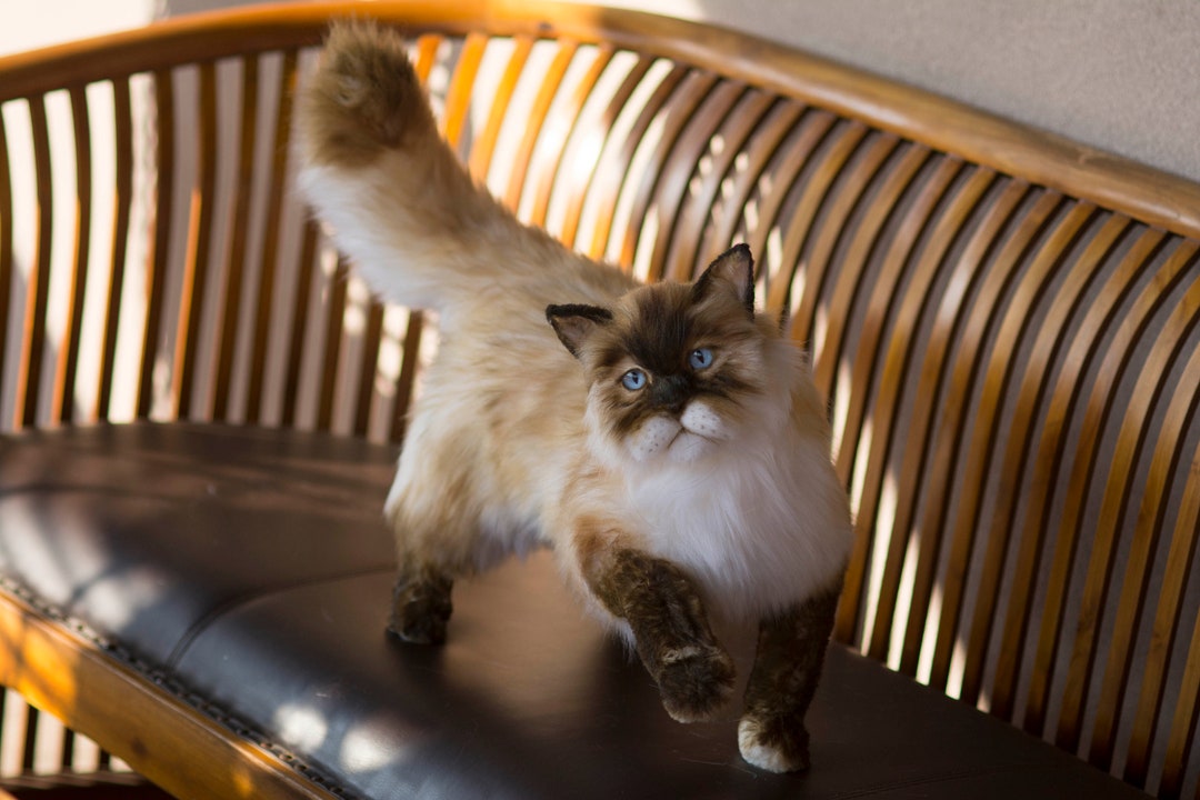 Realistic Siamese Cat Plush for Order, Realistic Stuffed Cat Toy ...