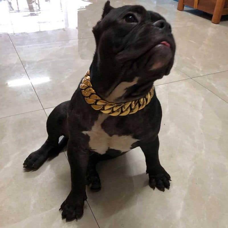 43mm Wide Cuban Dog Collar/chain multiple Lengths Available - Etsy