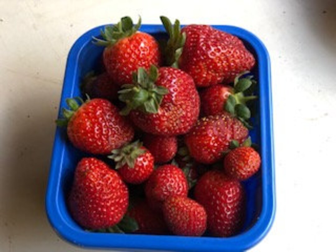 Fresh Ponds Farm Assorted Fruit Jams - Etsy