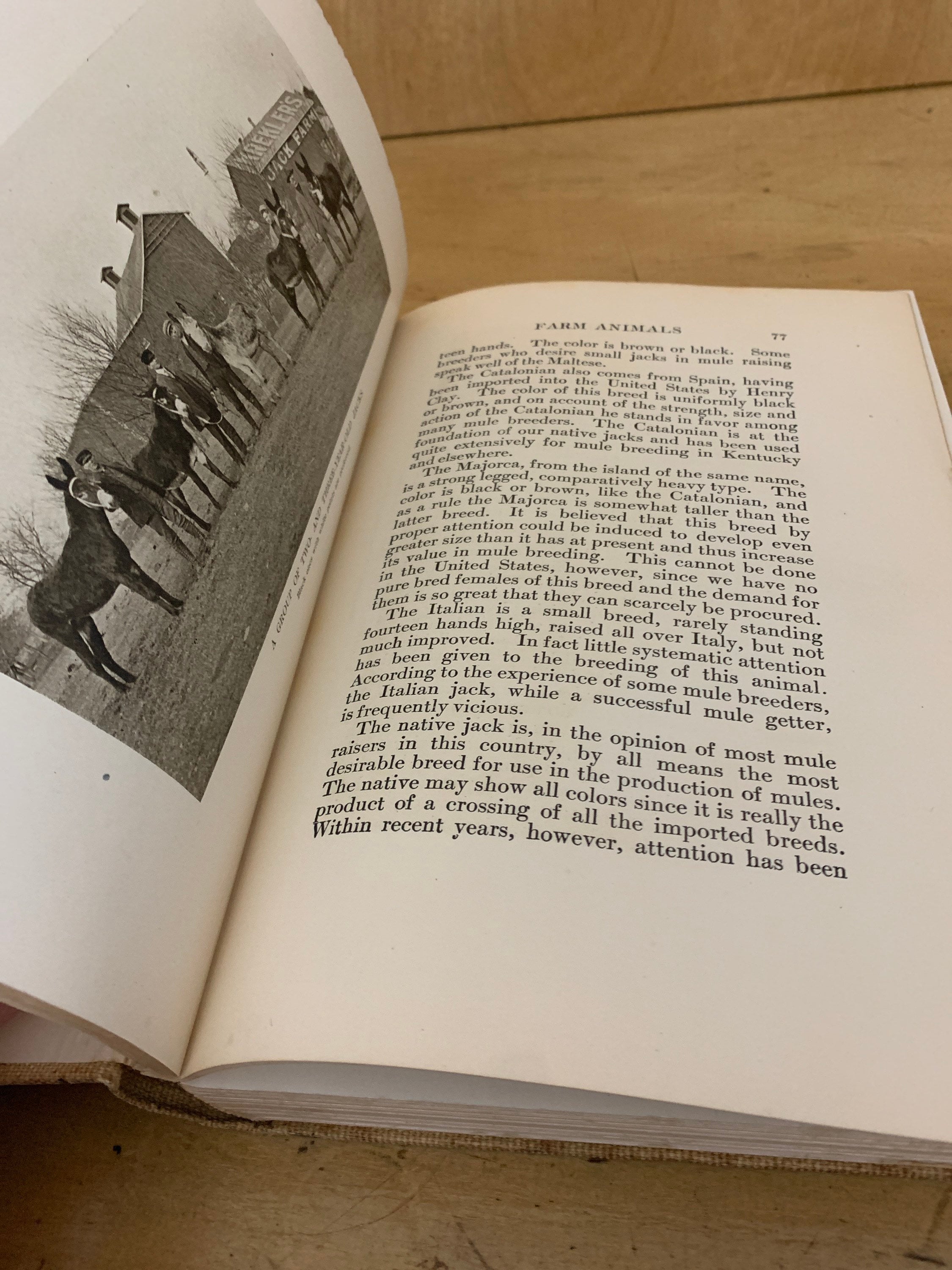 1906 Farm Animals E. V. Wilcox Book - Etsy