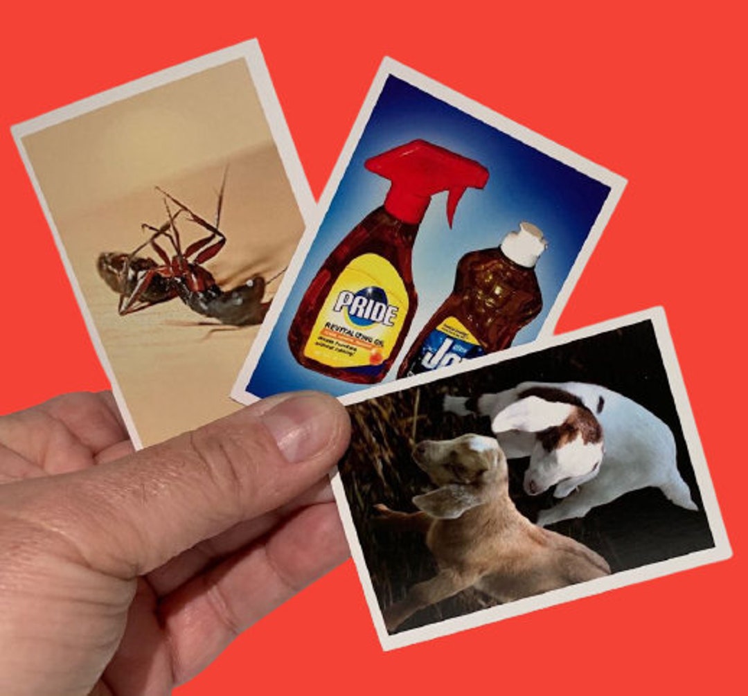 Deluxe 3 Set COMBO Pride & Joy Cards Dead Aunt Ant Bug Kids Goat Photo ...