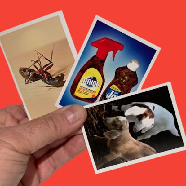 Pride and Joy Cards - Etsy