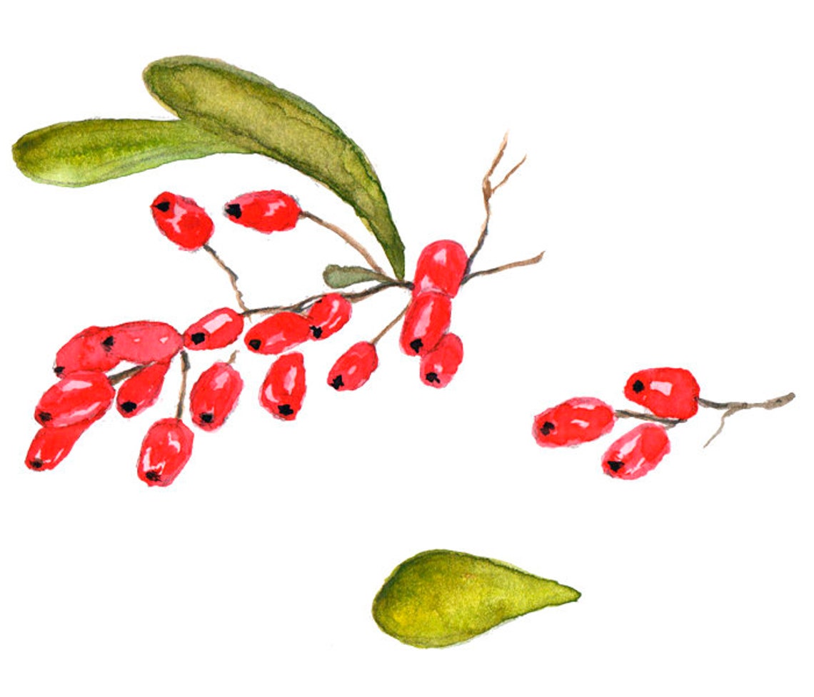 Berries Watercolor Clip Art. Clipart Barberry Red-7 Files | Etsy