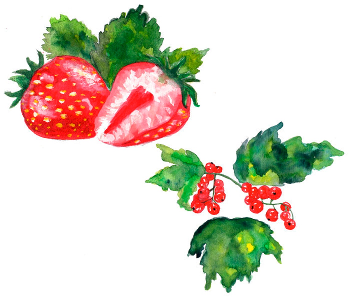 Berries Watercolor Clip Art. Clipart Barberry Red-7 Files | Etsy