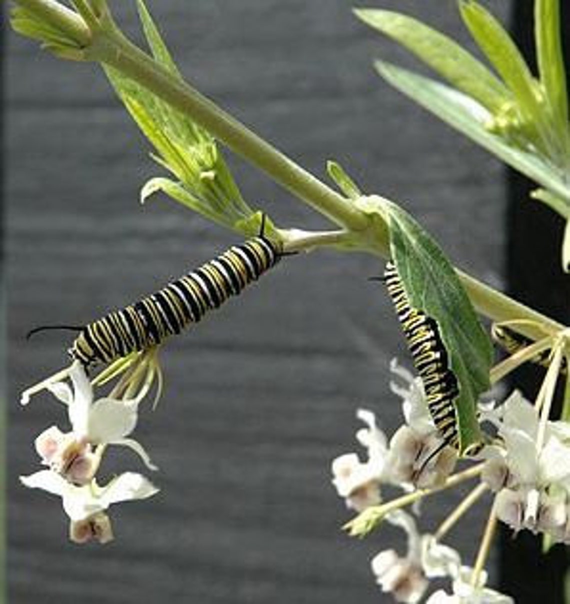 GOT MILKWEED?? Balloon “harry Balls” Milkweed 10 FRESH Seeds From 2025 ...