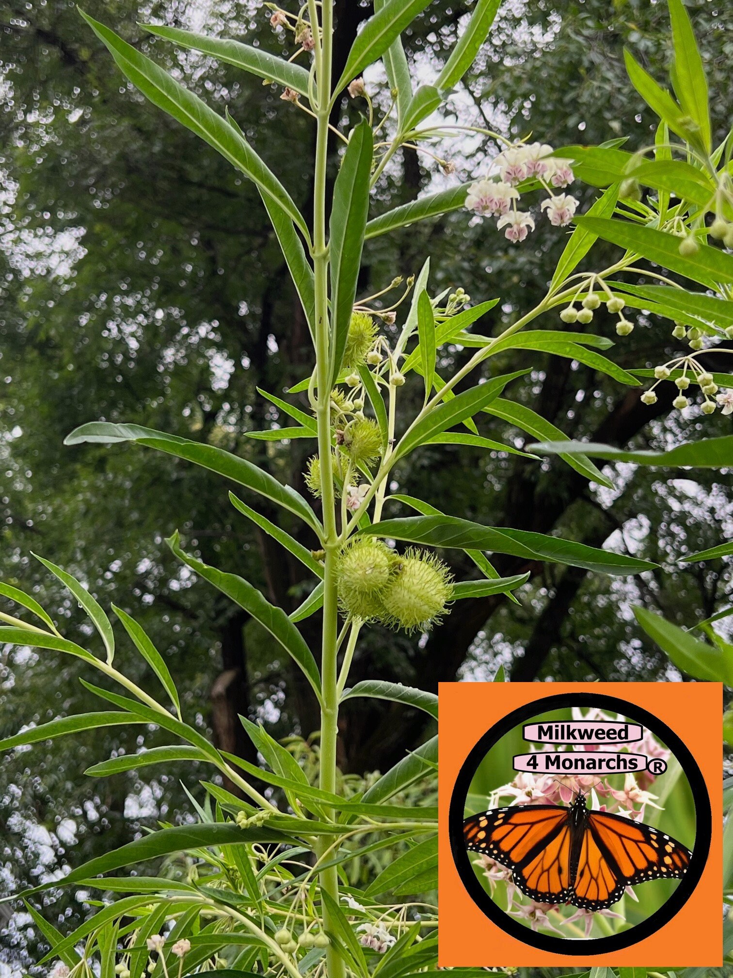 GOT MILKWEED?? Balloon “harry Balls” Milkweed 10 FRESH Seeds From 2025 ...
