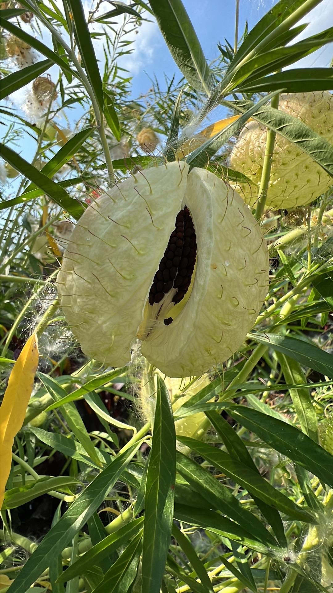 GOT MILKWEED?? Balloon “harry Balls” Milkweed 10 FRESH Seeds From 2025 ...