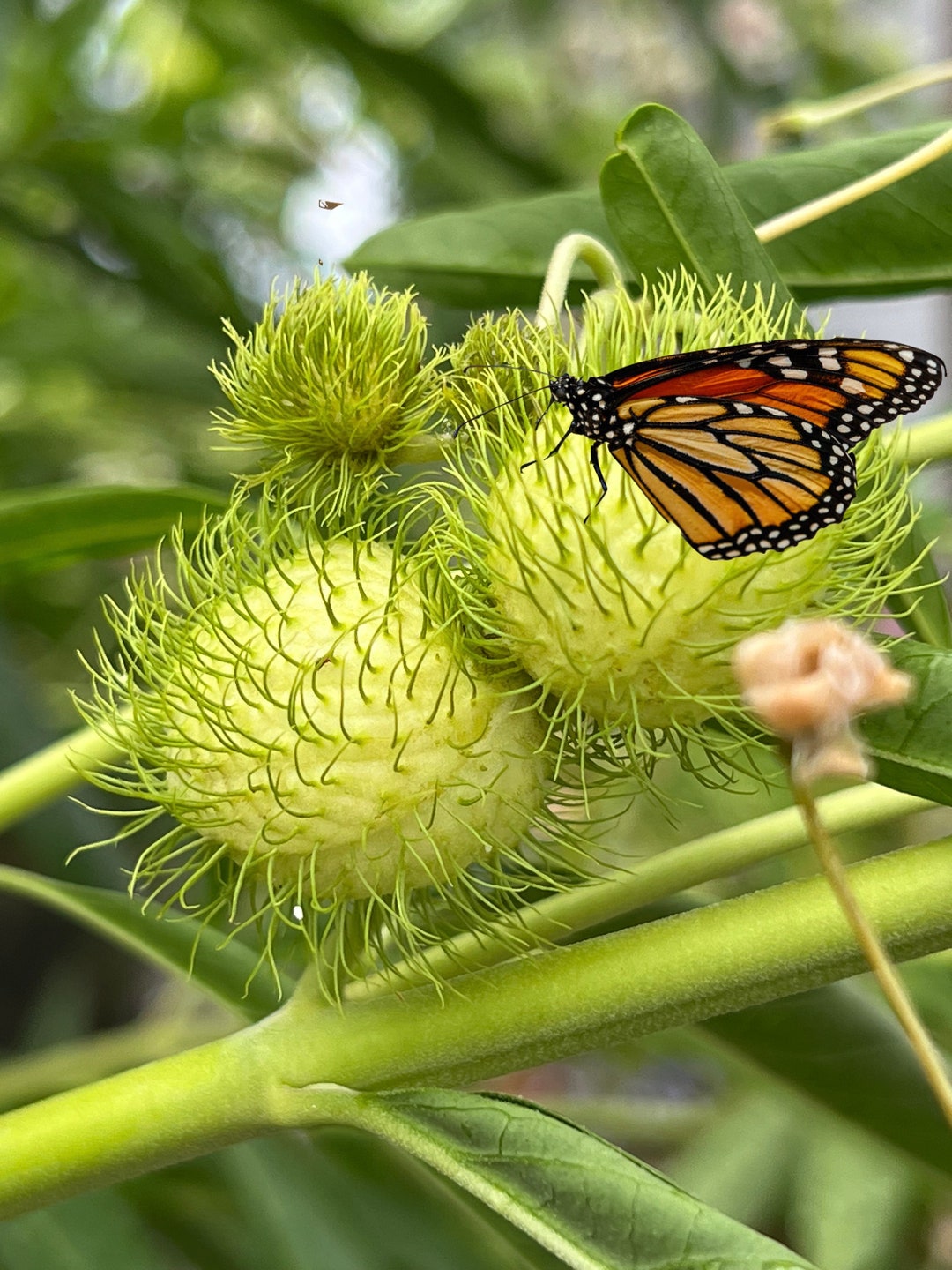 GOT MILKWEED?? Balloon “harry Balls” Milkweed 10 FRESH Seeds From 2025 ...