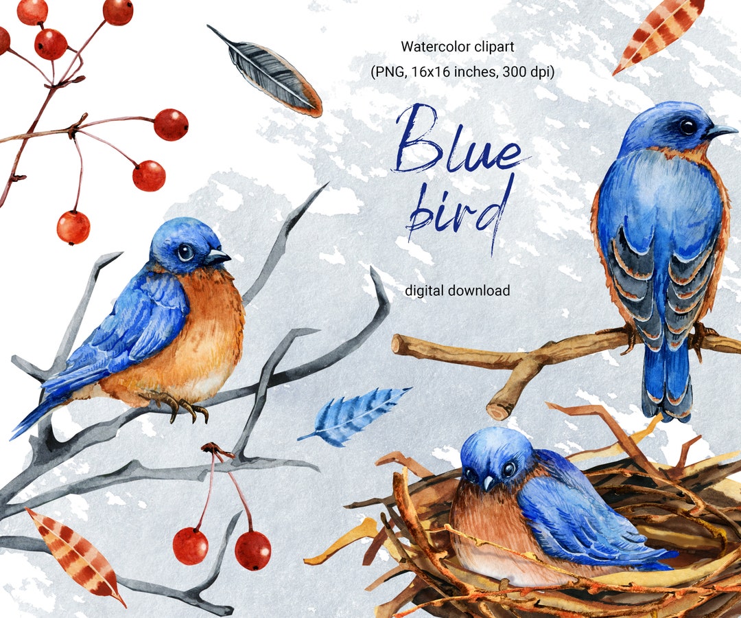 Watercolor Blue Bird Clipart, Winter Animal Set, Christmas Card Decor ...