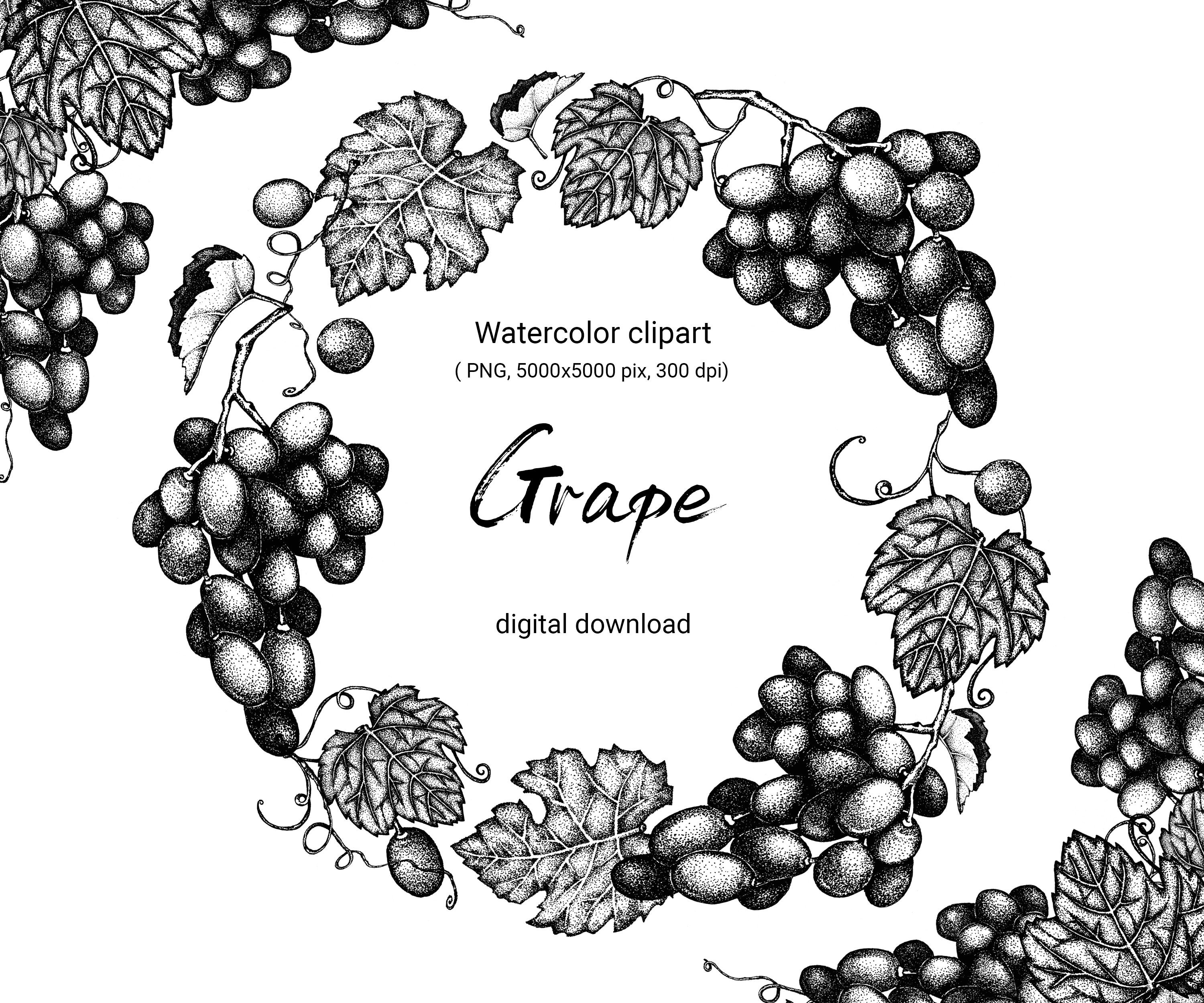 Grapes On Vine Black And White