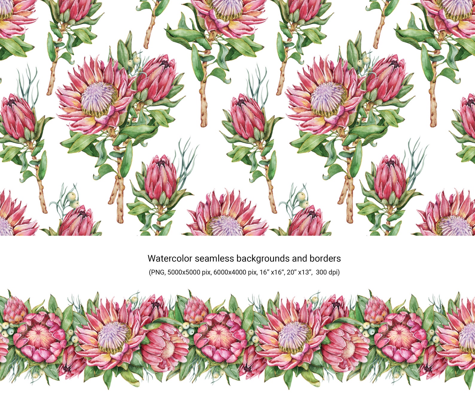 Protea Flower Watercolor Clipart Wreath Frames Bouquet - Etsy