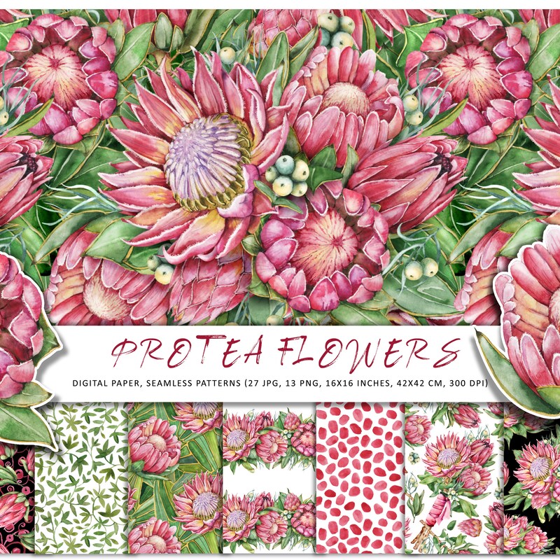 Watercolor Protea - Etsy