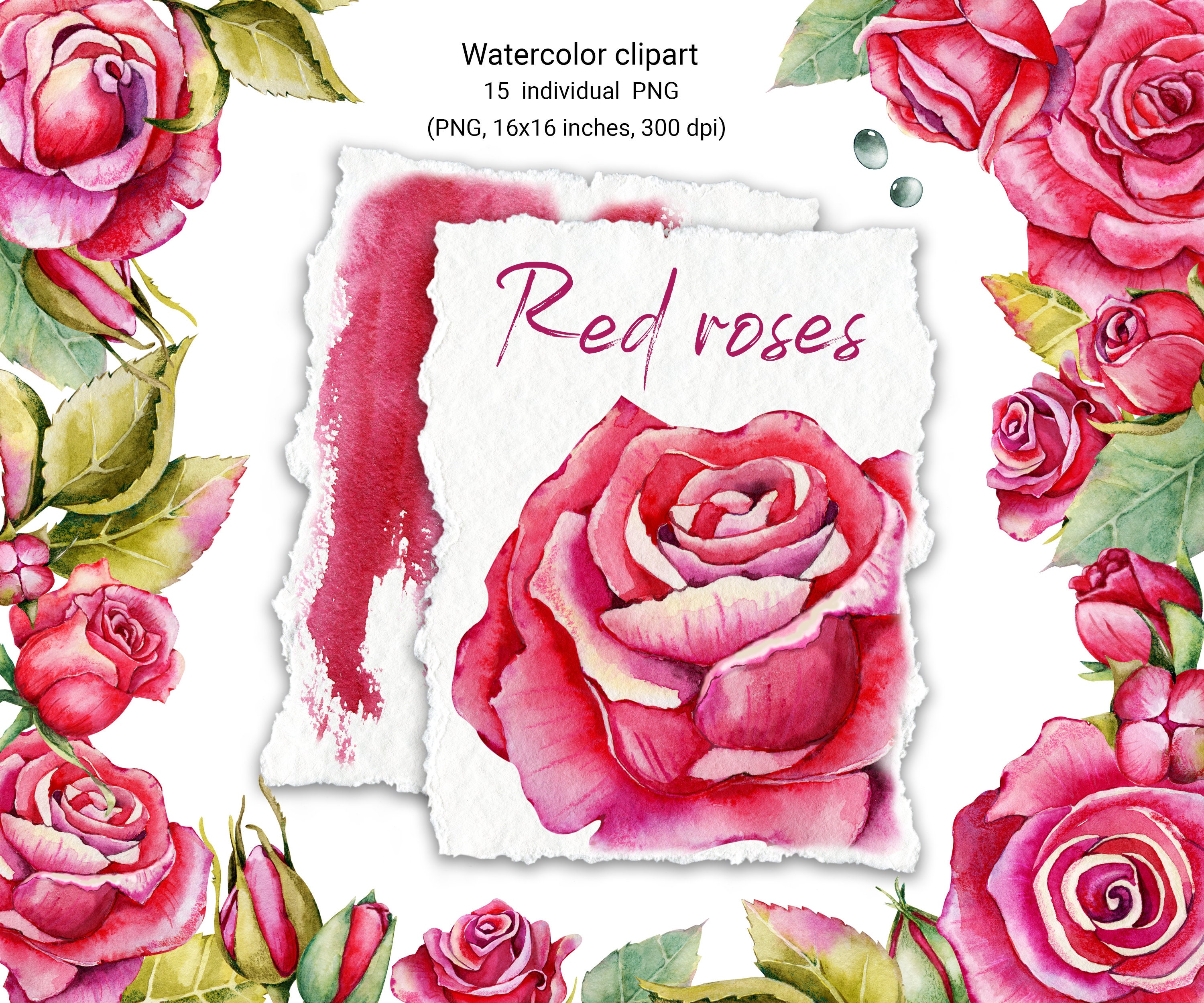 Watercolor Pink Roses Clipart. Hand Painted Wedding Vintage - Etsy