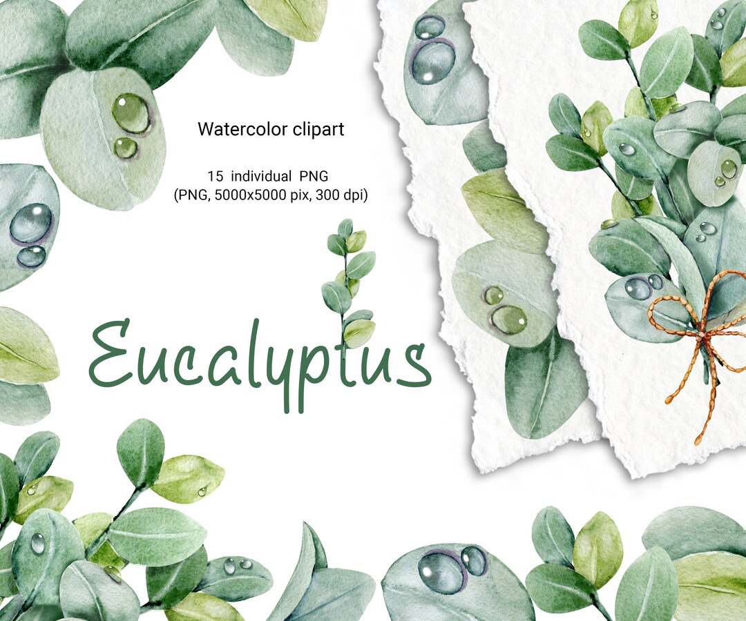 Watercolor Eucalyptus Clipart, Spring Greenery Clip Art, Floral Bouquet ...