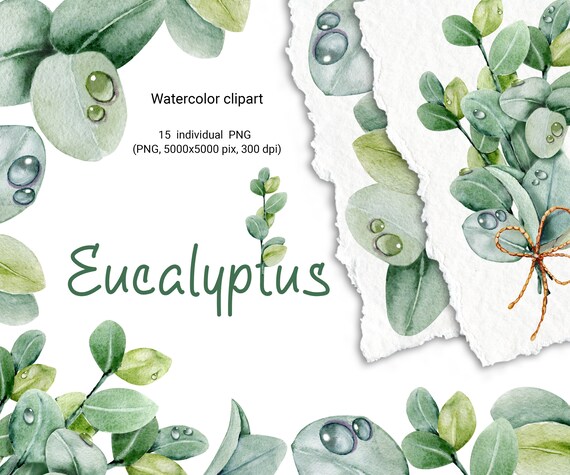 Watercolor Eucalyptus Clipart Spring Greenery Clip Art - Etsy
