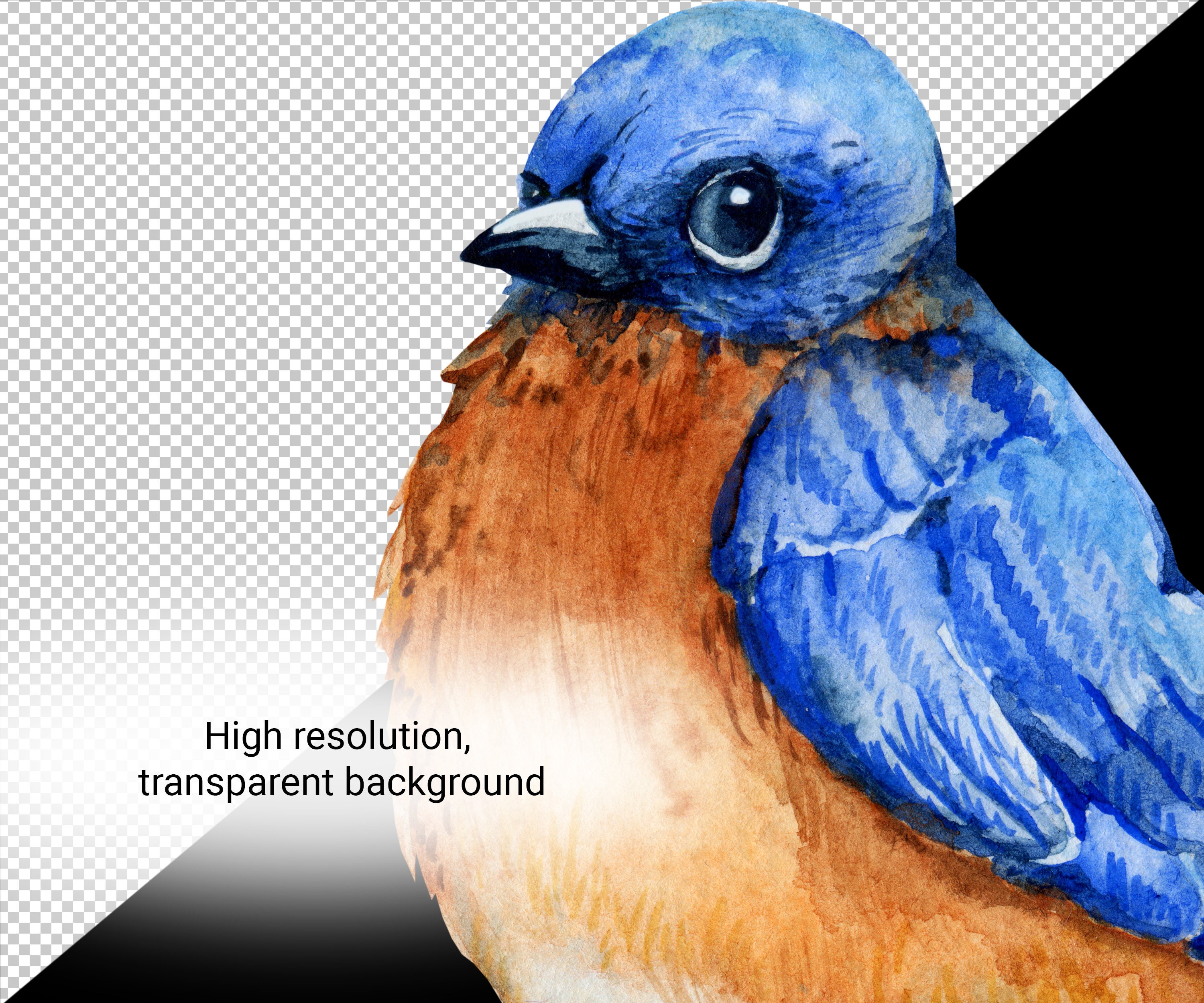 Watercolor Blue Bird Clipart Winter Animal Set Christmas - Etsy