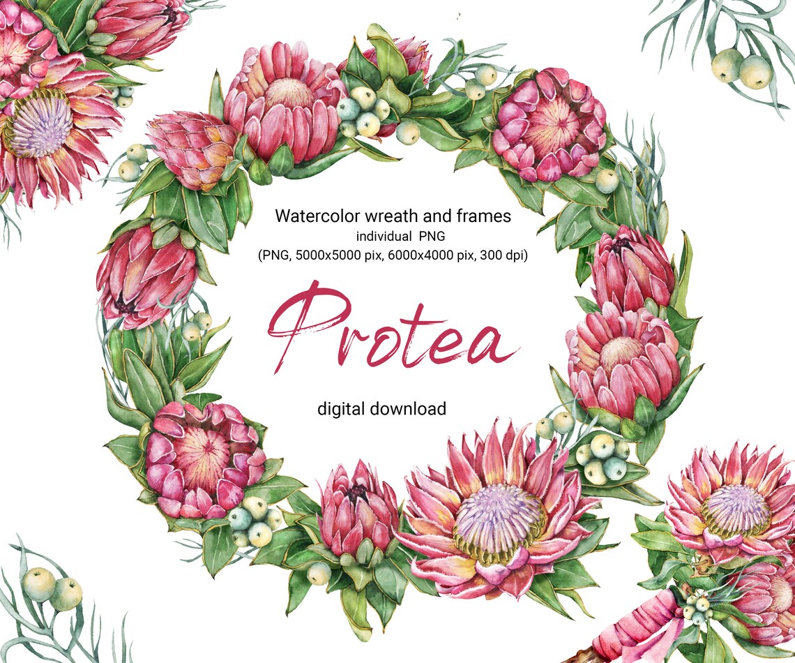 Protea Flower Watercolor Clipart Wreath Frames Bouquet - Etsy