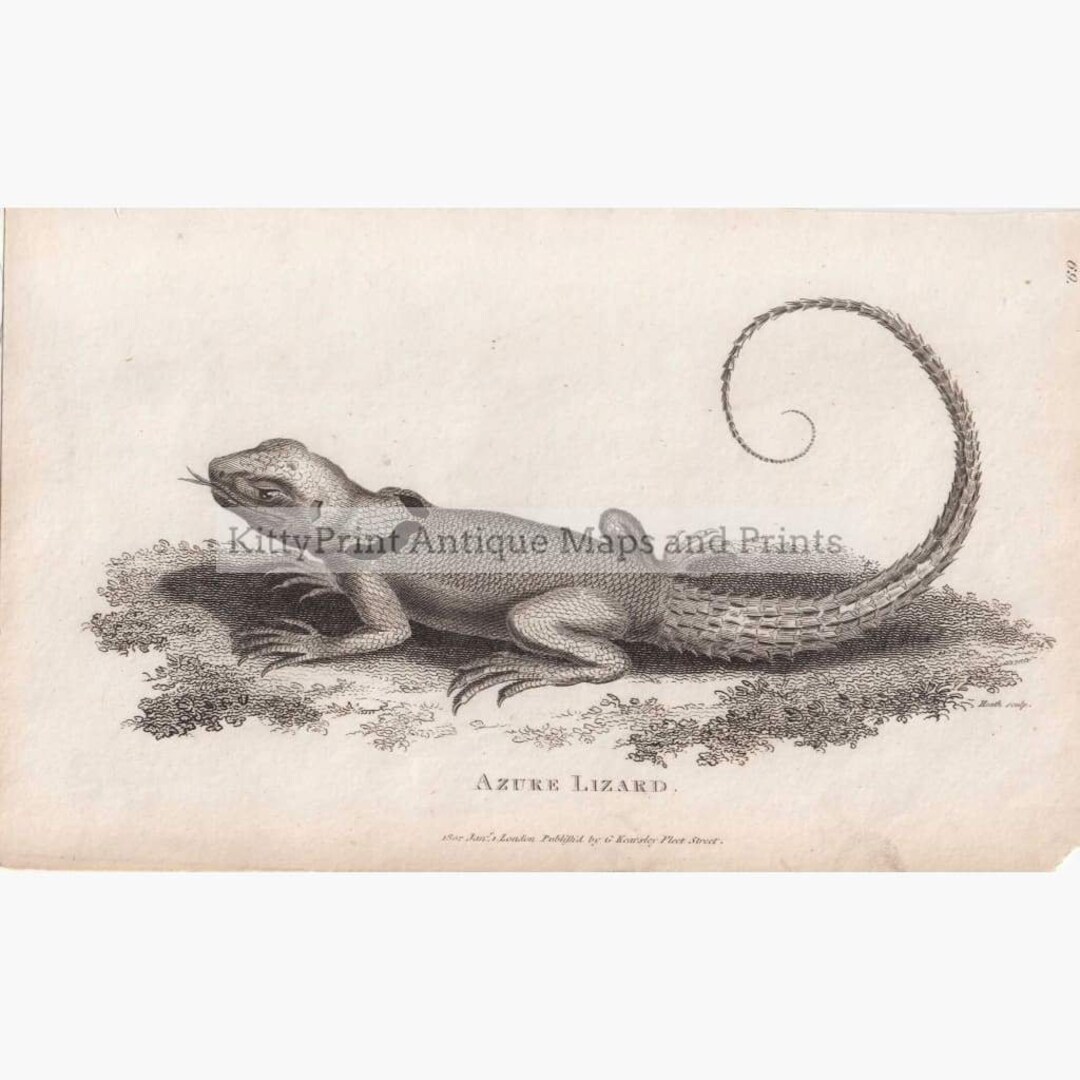 Antique Print Azure Lizard 1802 - Etsy