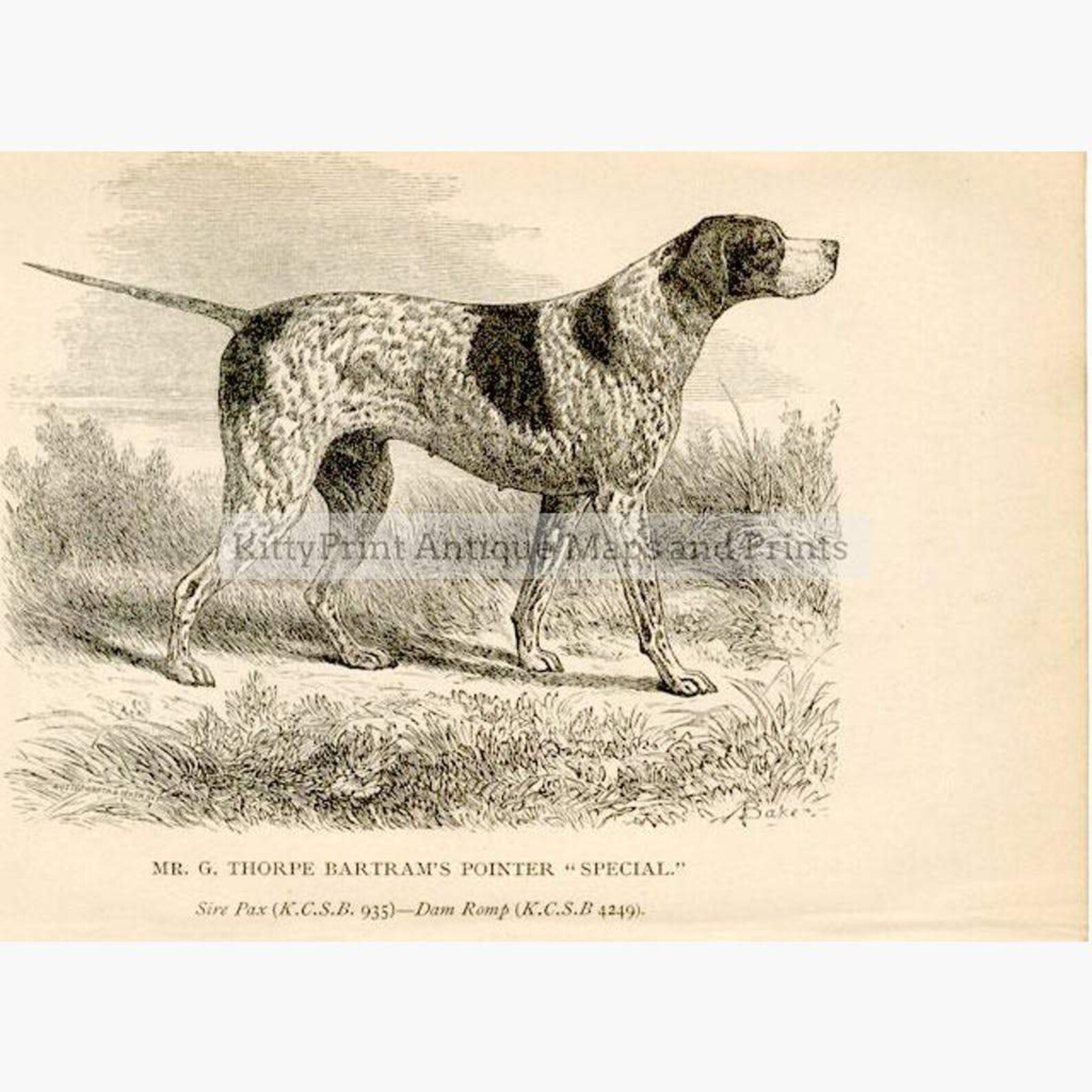 Antique Print Pointer special C.1880 - Etsy