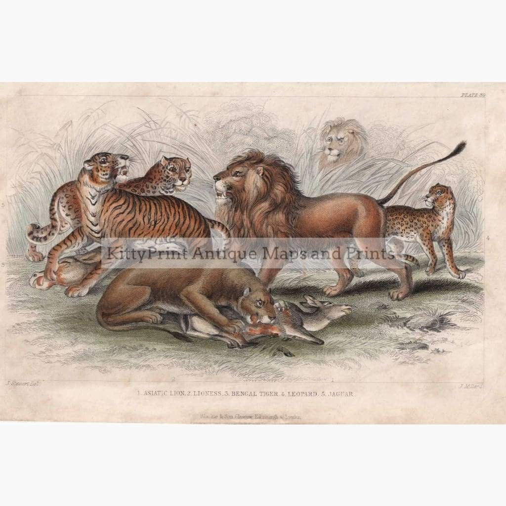 Asiatic Lion Vs Bengal Tiger