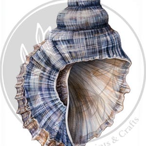 50 Seashell Art Collection Digital Art Printable Kit Instant Digital ...