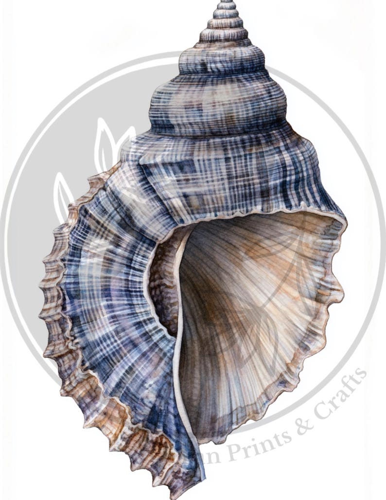 50 Seashell Art Collection Digital Art Printable Kit Instant Digital ...
