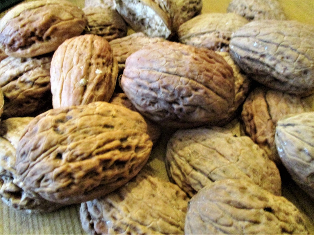 30 Half Giant Walnut Shells for Decoration or Crafting, Advent ...