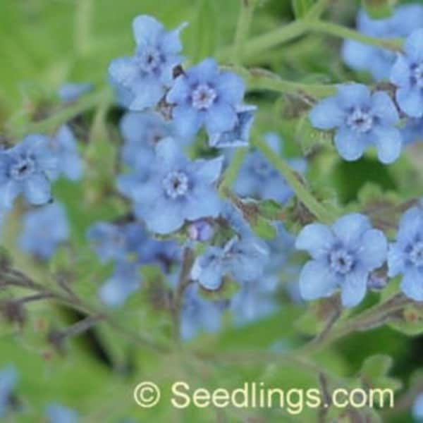 Chinese Forget Me Not - Etsy