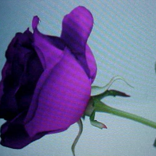 Fragrance BLUE Pacific ROSE Flower Seeds Large Blue Blooms of | Etsy