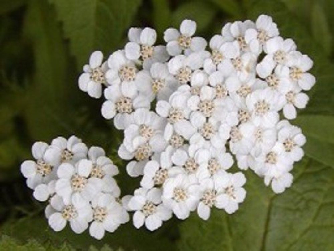 WEDDING YARROW Queen Lady Flower Seeds. Stunning Pure White Clusters ...