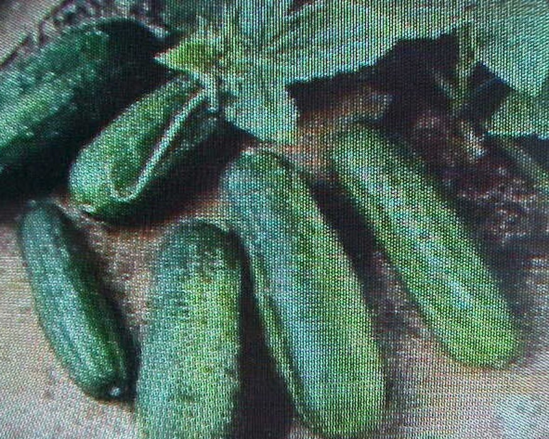 No Room? MINIATURE Veggie CUCUMBER Seeds. Indoor & Outdoor. FUN! Great ...