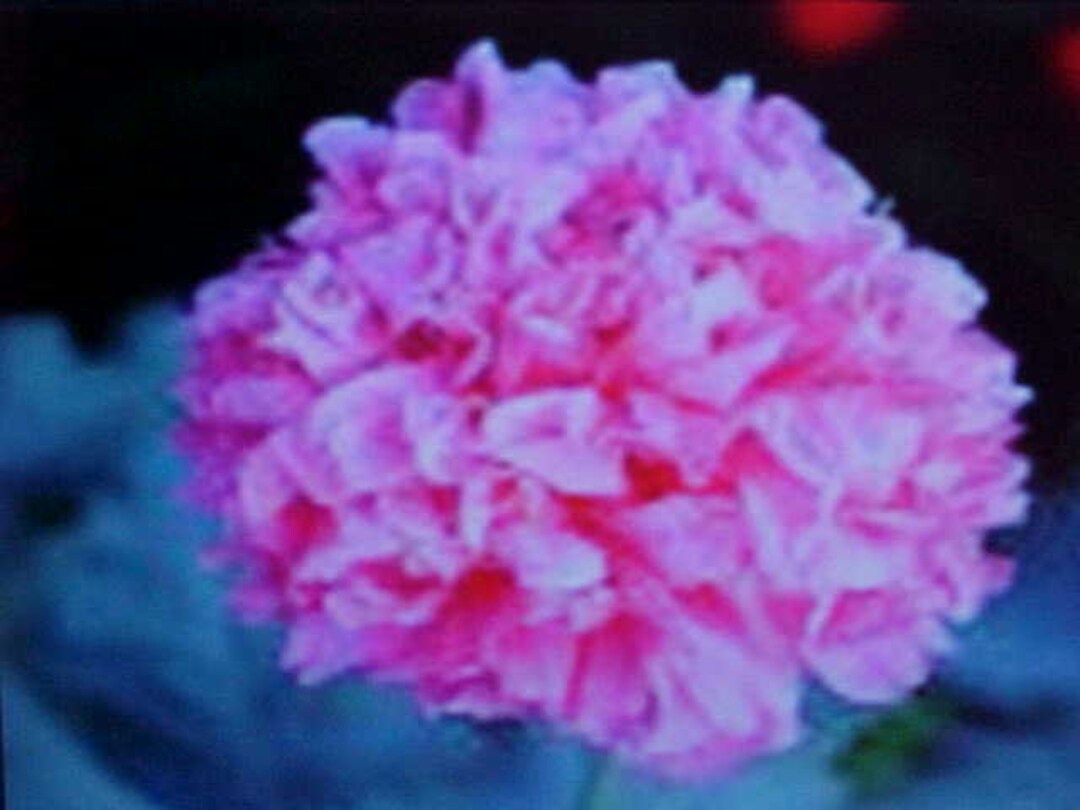 PEONY Double POPPY Flower Seeds. Stunning Pink Color Large Flower ...