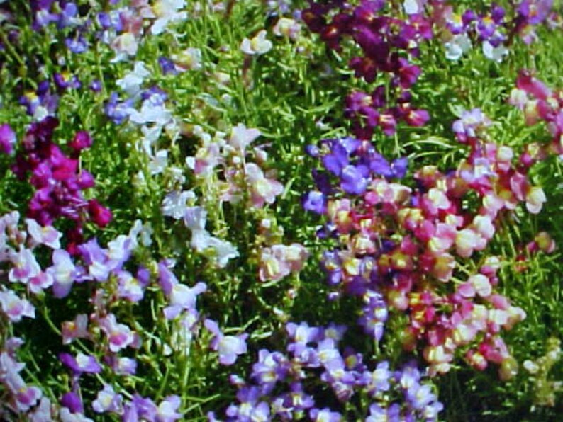 Miniature DWARF SNAP DRAGON Flower Seeds Vivid Pink Yellow - Etsy