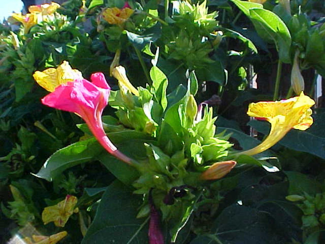 0NE OUNCE (1/16th Lb ) FOUR O'CLOCKS Flower Seeds Red Yellow Pink White ...