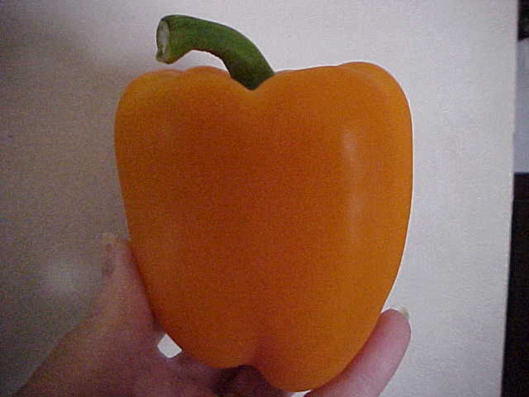 Organic Sweet Very Large ORANGE BELL PEPPER Seeds - Etsy