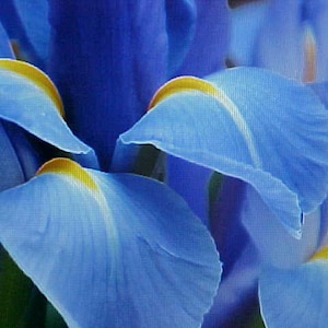 OREGON BLUE IRIS Flower Seeds. Unique Stunning Large Deep Blue - Etsy