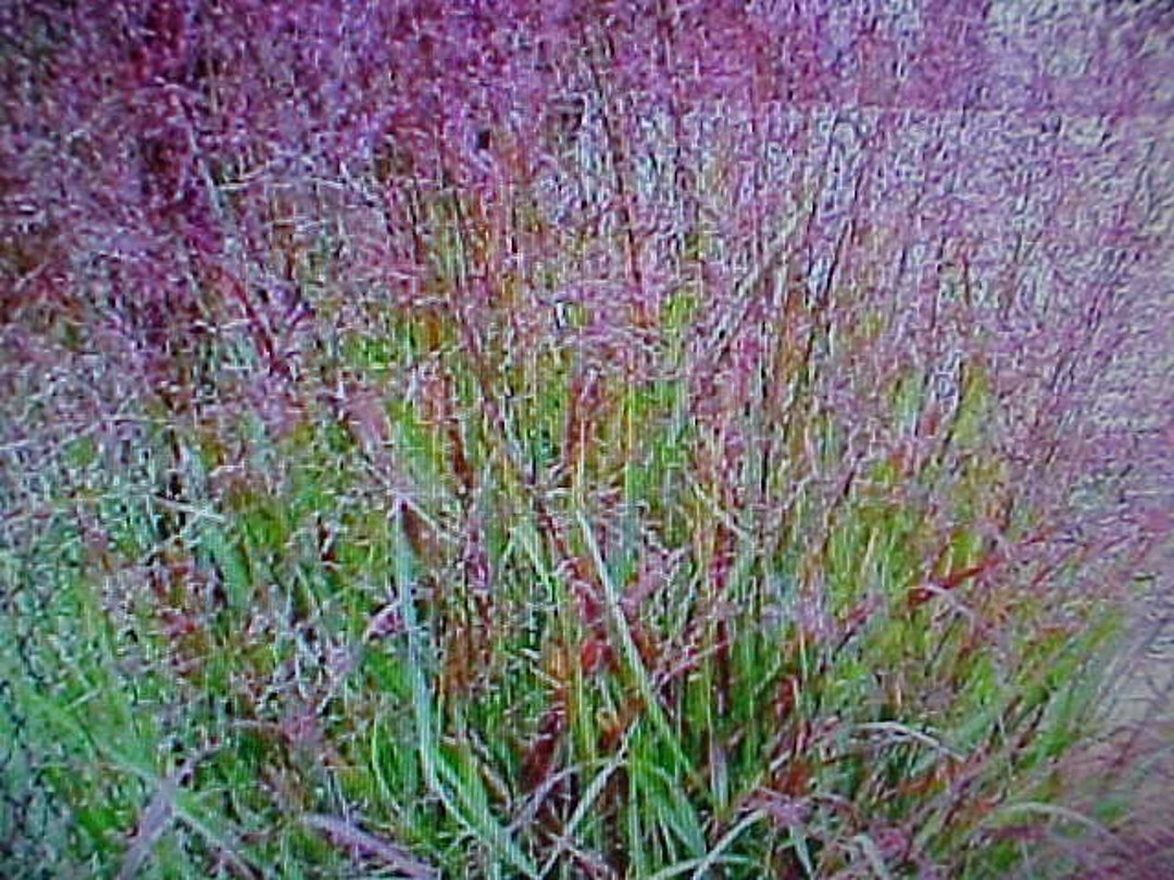Prairie Fire Red SWITCH GRASS Seeds Textured Plant Look for All ...