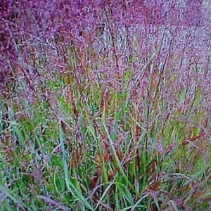 Prairie Fire Red SWITCH GRASS Seeds Textured Plant Look for All ...