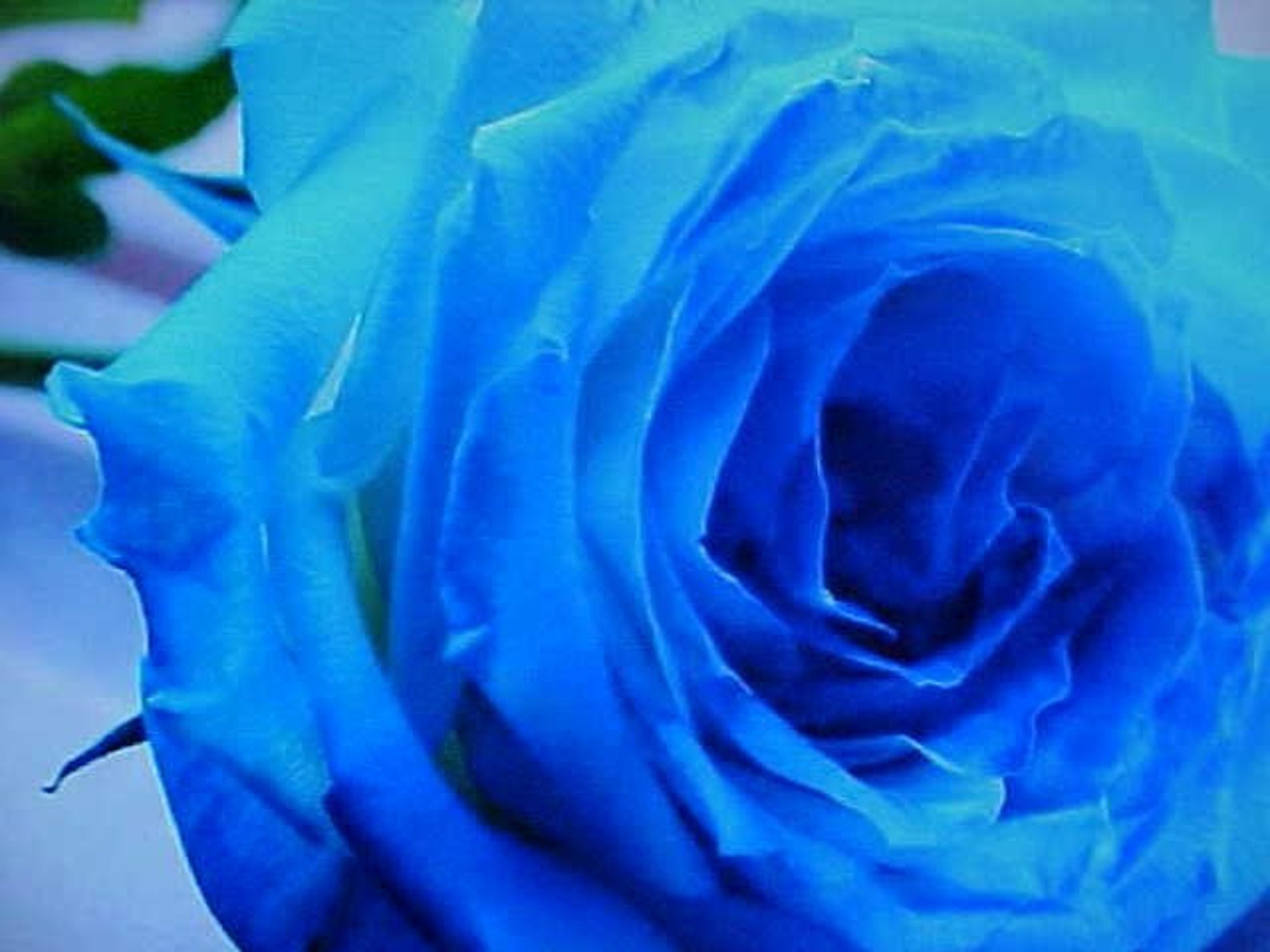 Fragrance BLUE Pacific ROSE Flower Seeds Large Blue Blooms of Color A ...