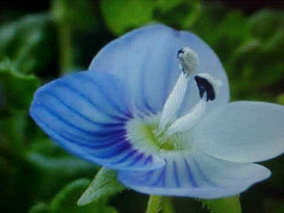 BIRDS EYE Flower Seed. Sweet Fragrant Soft Large 4 to 5 Petals | Etsy