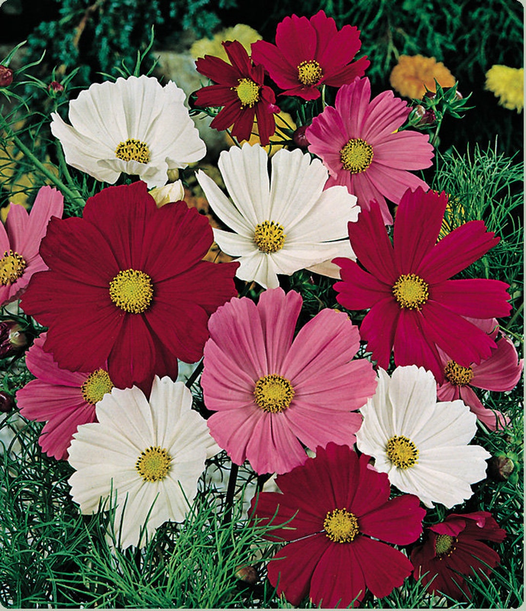 COSMOS SENSATION Flower Seed. A Bold Mix of Stunning Pink, Magenta, Red ...