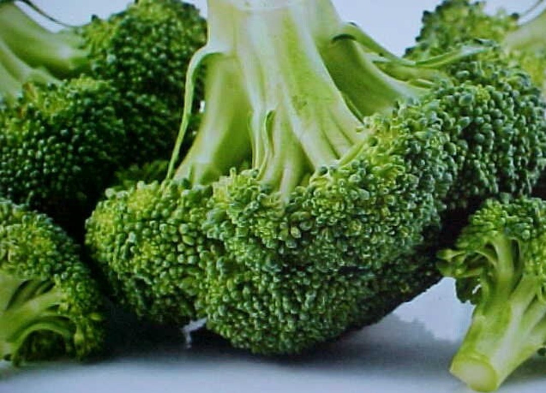 Organic Dark Green BROCCOLI SEEDS Calabrese Broccoli Shoots Can Be Ate ...