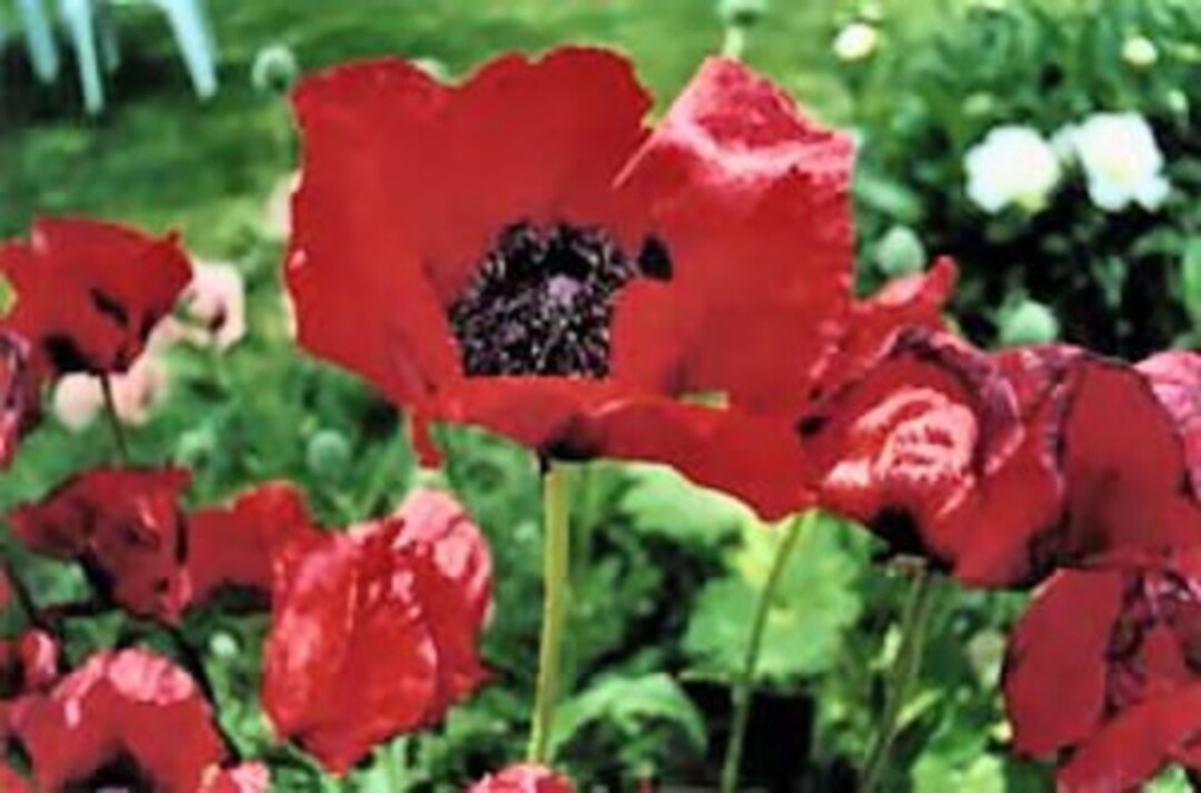 DWARF California RED POPPY Flower Seeds. Brillant Stunning Red Blooms ...