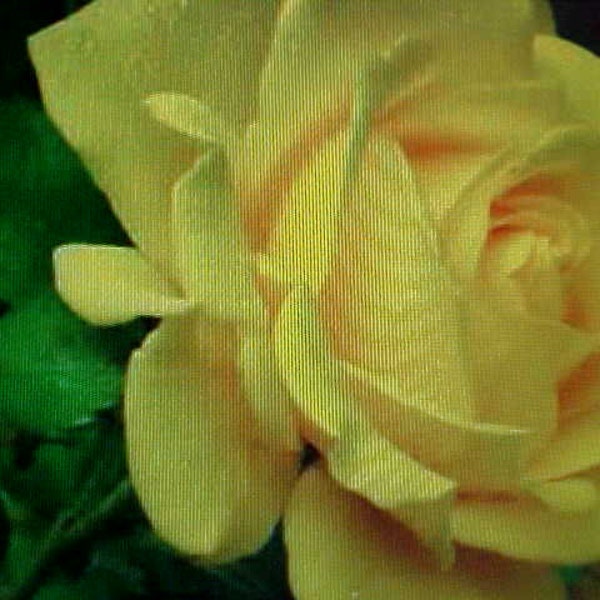 Yellow Desert Rose - Etsy