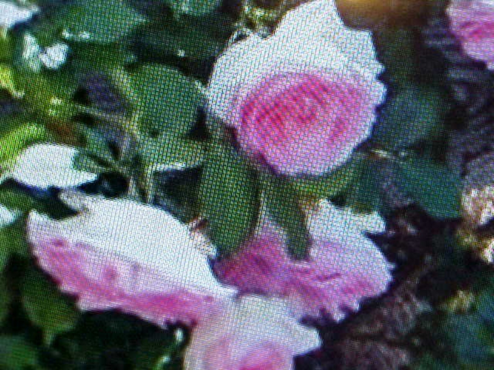 P/W Fragrance Climbing Baby PINK With WHITE Thornless ROSE | Etsy