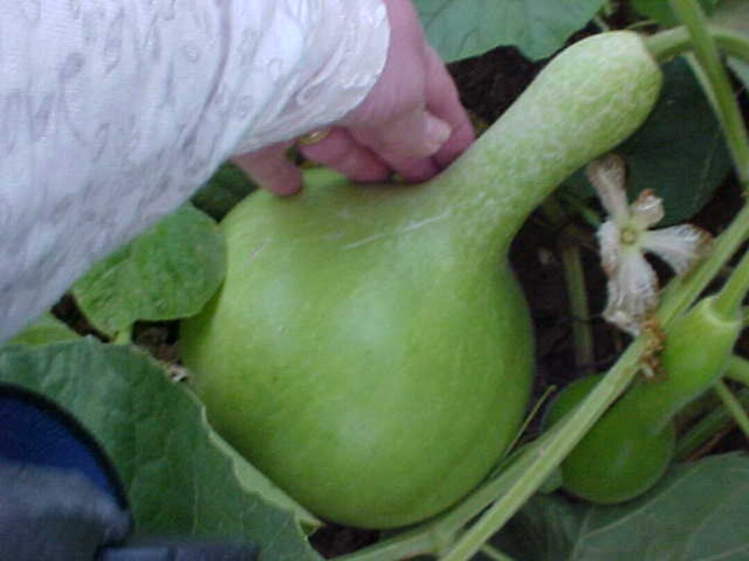BIRD HOUSE GOURD Seeds. Decorative Large Gourd. Fun Cool Make - Etsy